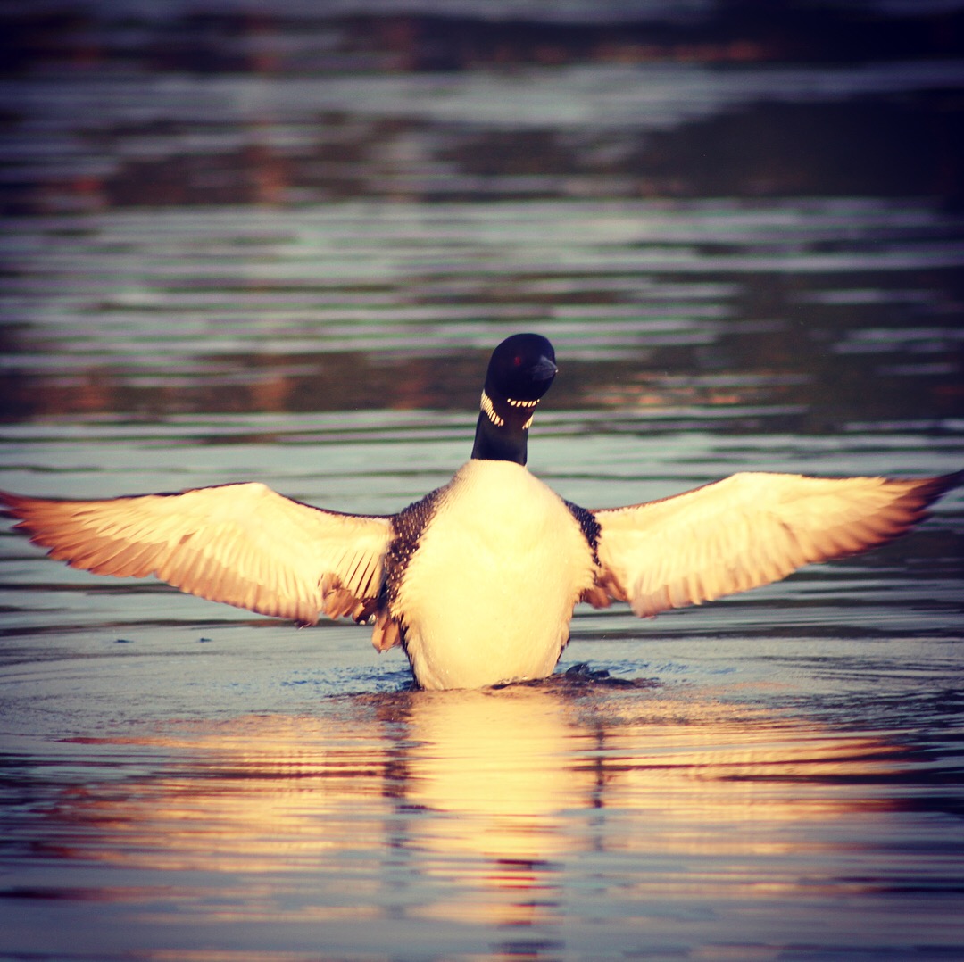 Wildlife on Serpent Lake – Serpent Lake Association