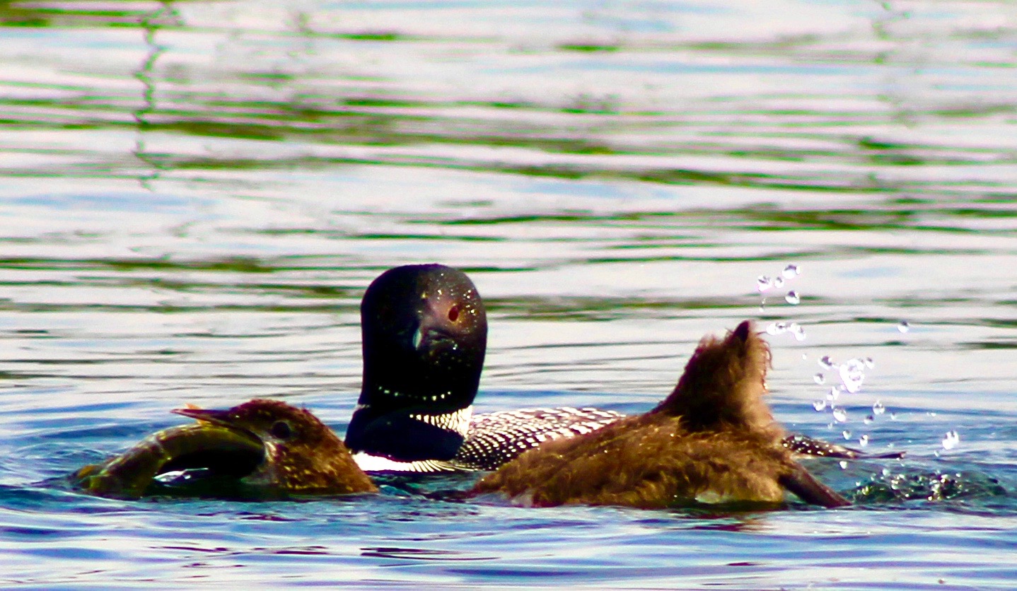 Wildlife on Serpent Lake – Serpent Lake Association
