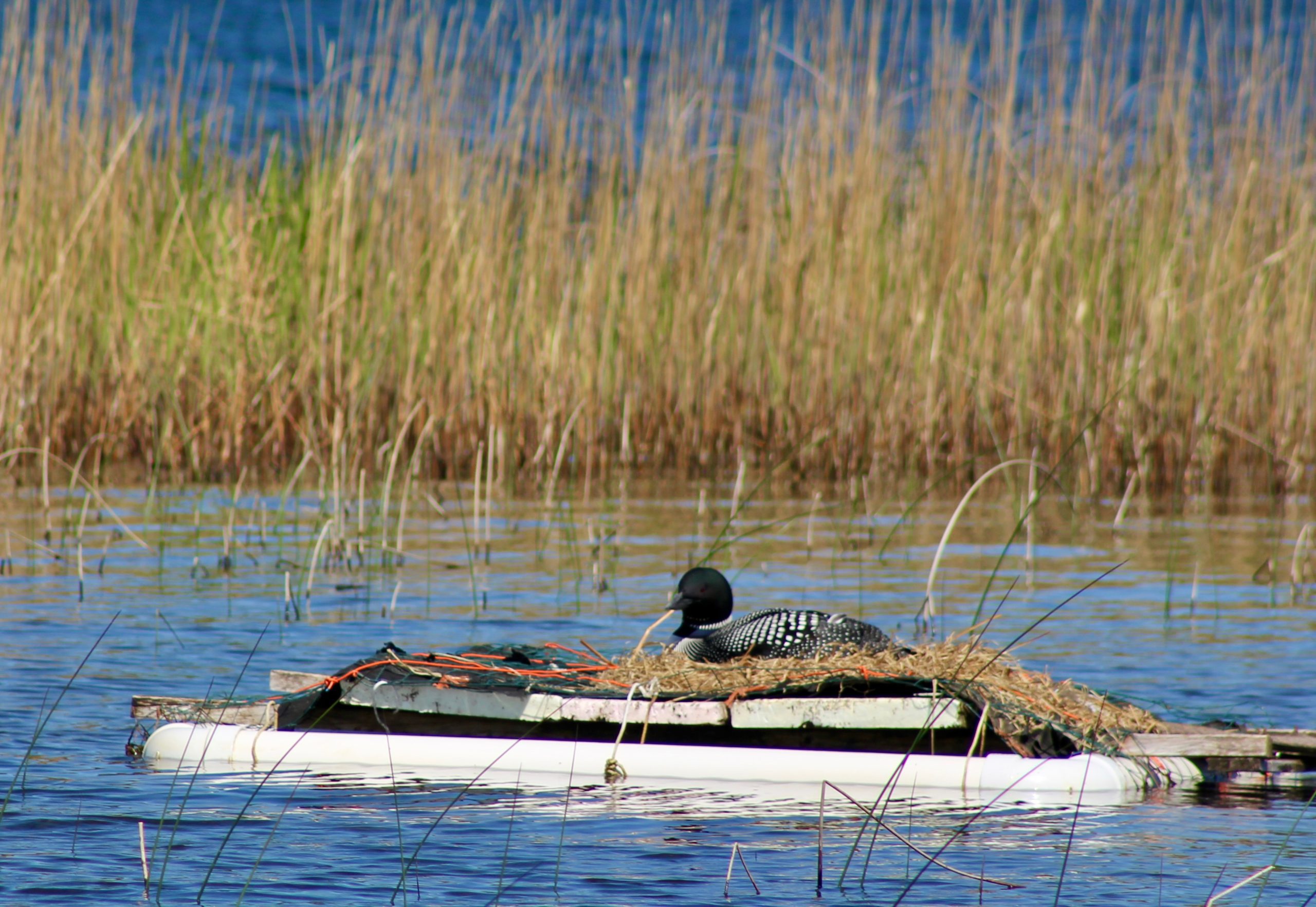 Wildlife on Serpent Lake – Serpent Lake Association